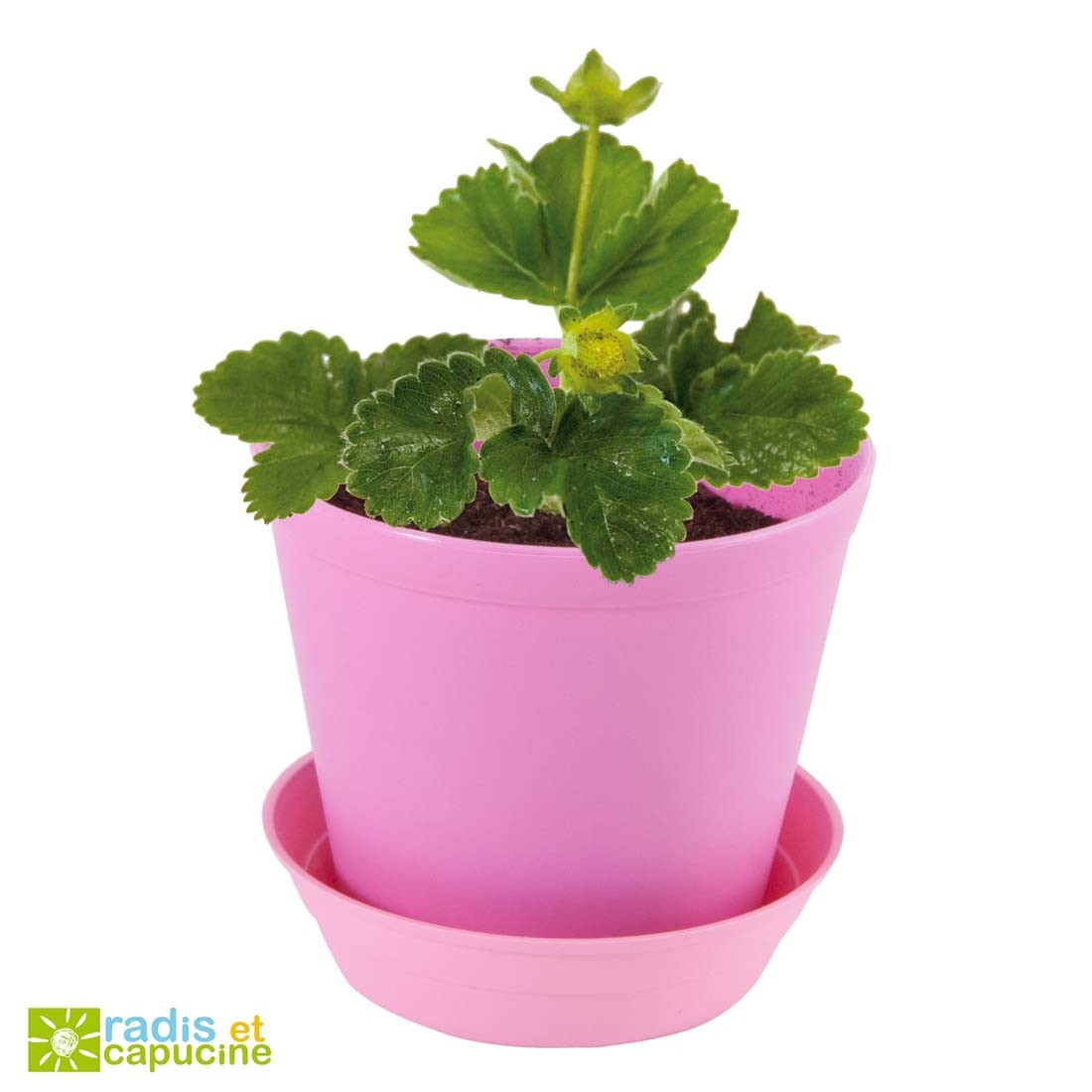 Fraises en Pot Cloche - Jardinage Facile | Radis et Capucine